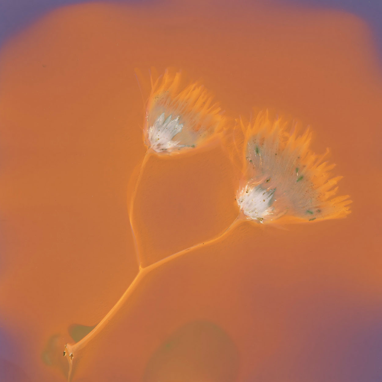 Cameron Young - Photographer - Bio-Ephemera